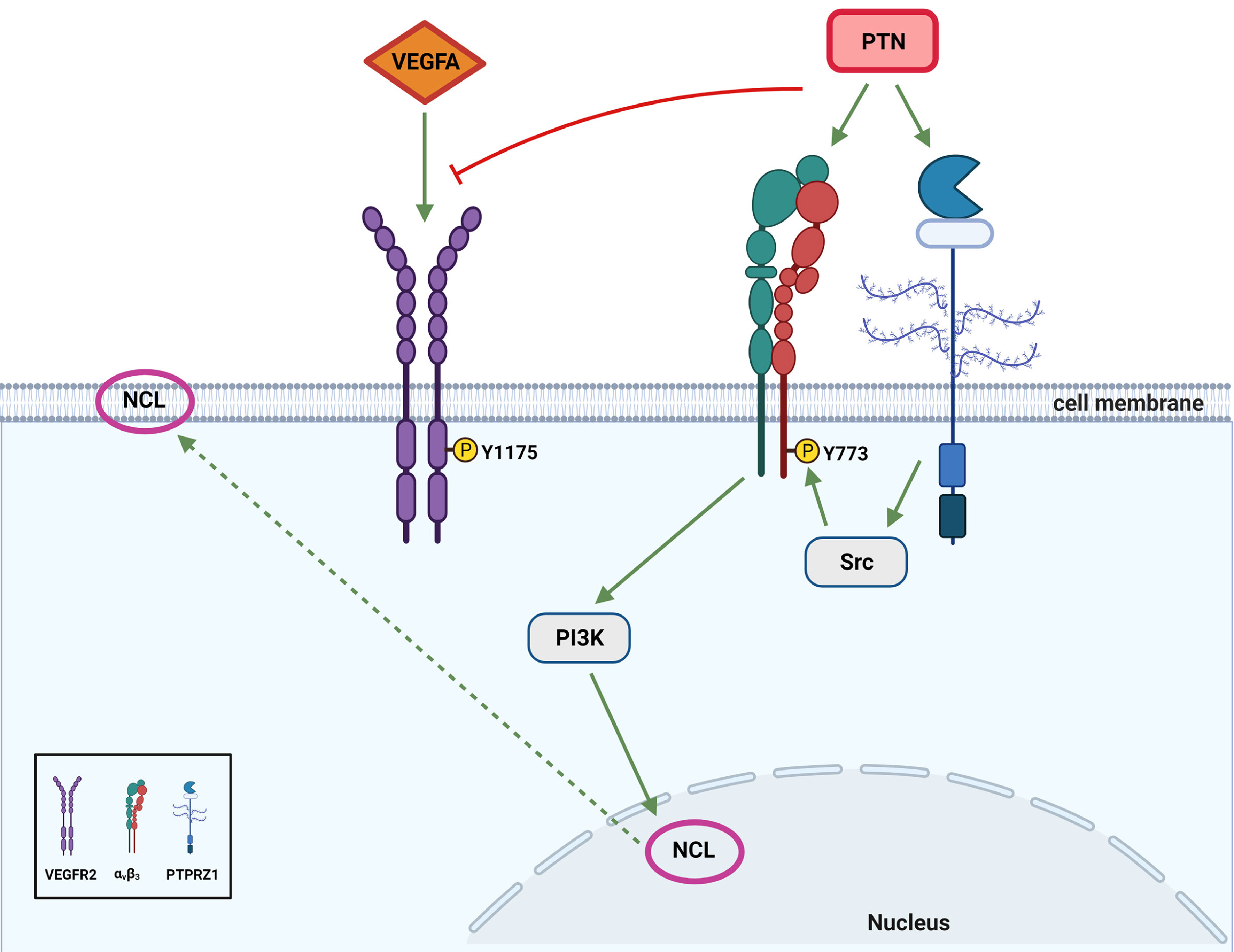 On the role of pleiotrophin and its receptors in development and ...