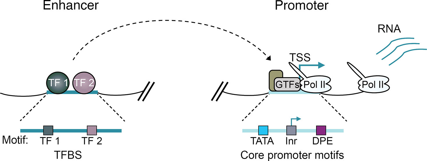Enhancer-promoter communication in Drosophila developmental gene ...