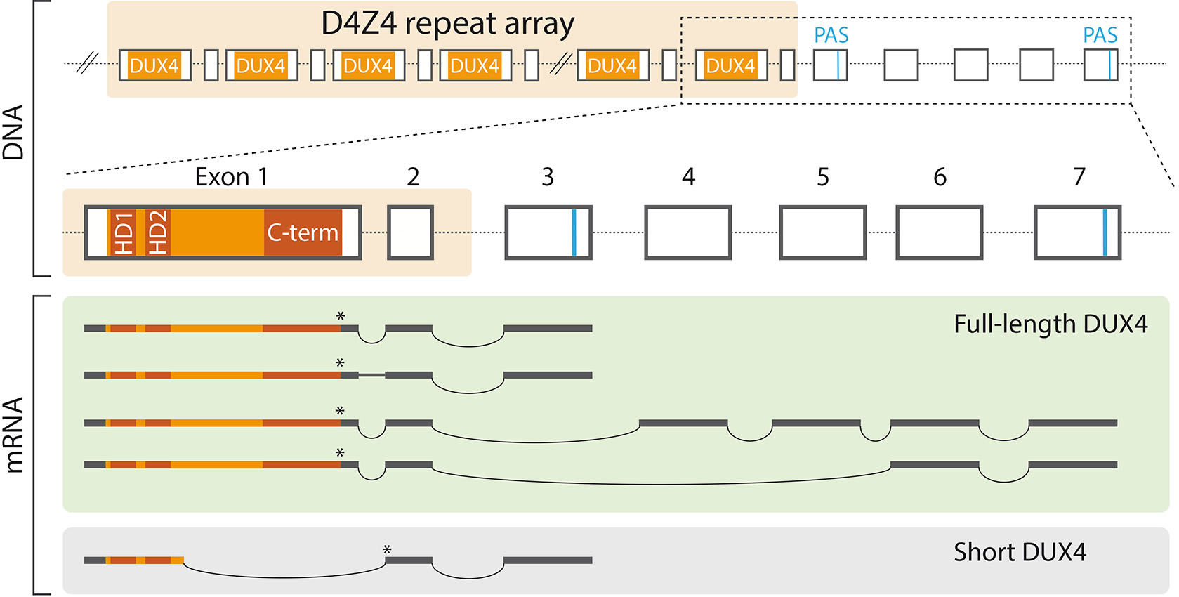 DUX4, the rockstar of embryonic genome activation? | The International Journal of Developmental ...