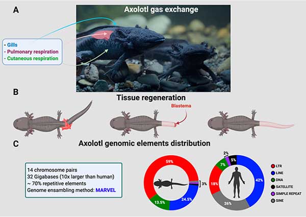 Genomics and epigenomics of axolotl regeneration | The International ...