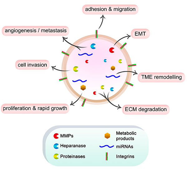 Exosomes and the extracellular matrix: a dynamic interplay in cancer progression | The ...