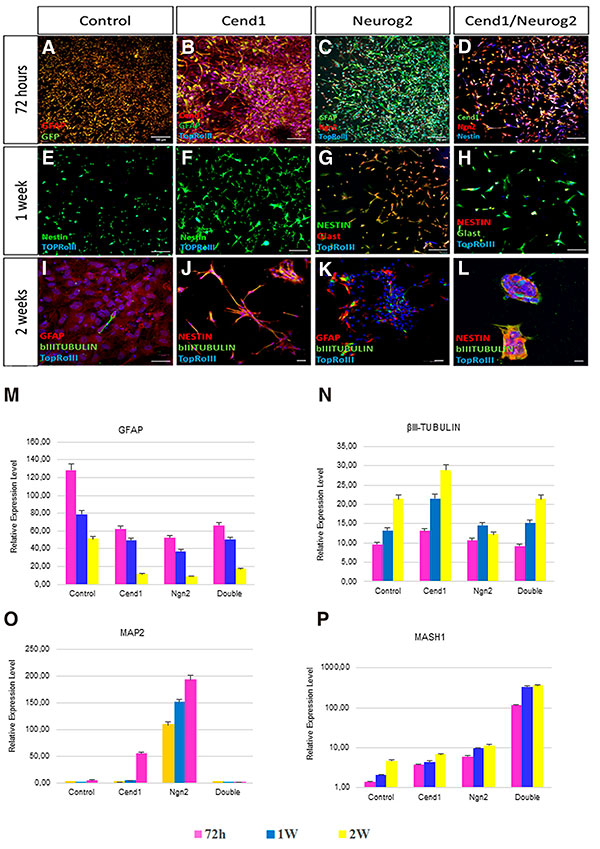 Cend1 and Neurog2 efficiently reprogram human cortical astrocytes to ...