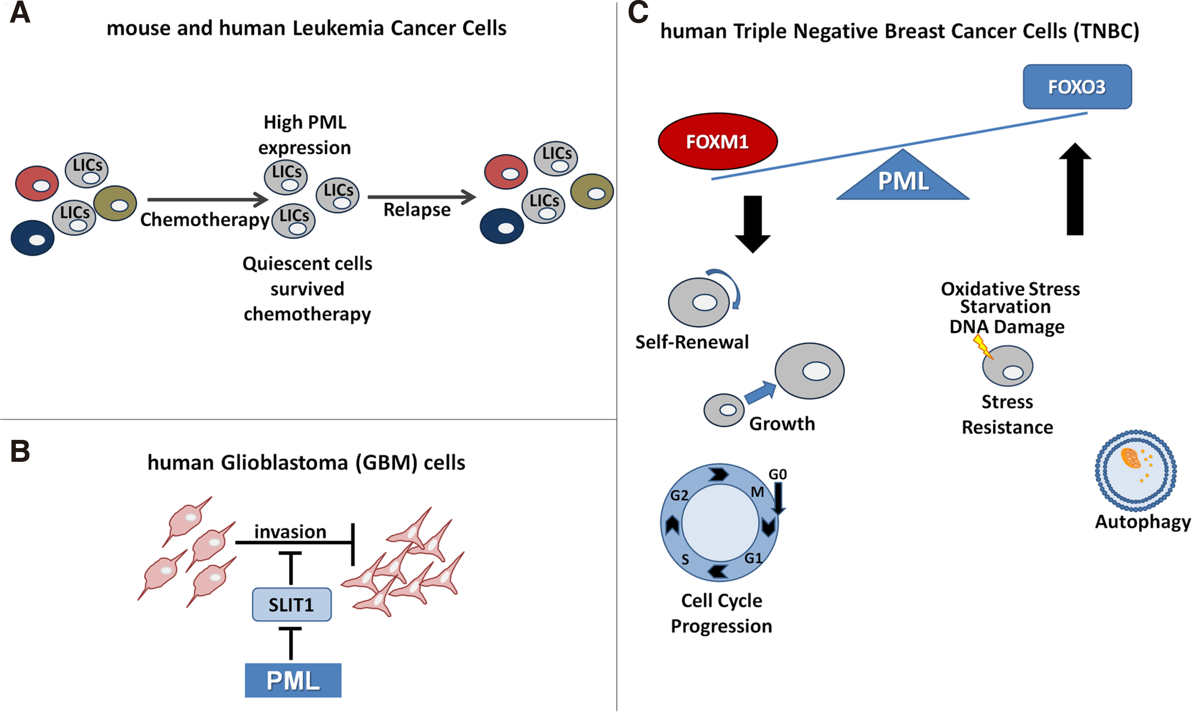 Promyelocytic leukemia protein (PML) and stem cells: from cancer to ...