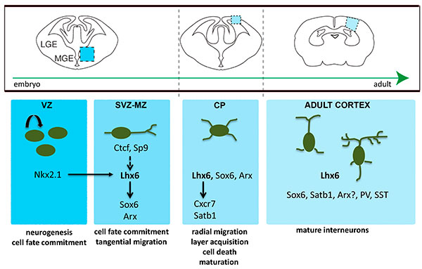 The development of MGE-derived cortical interneurons: An Lhx6 tale ...