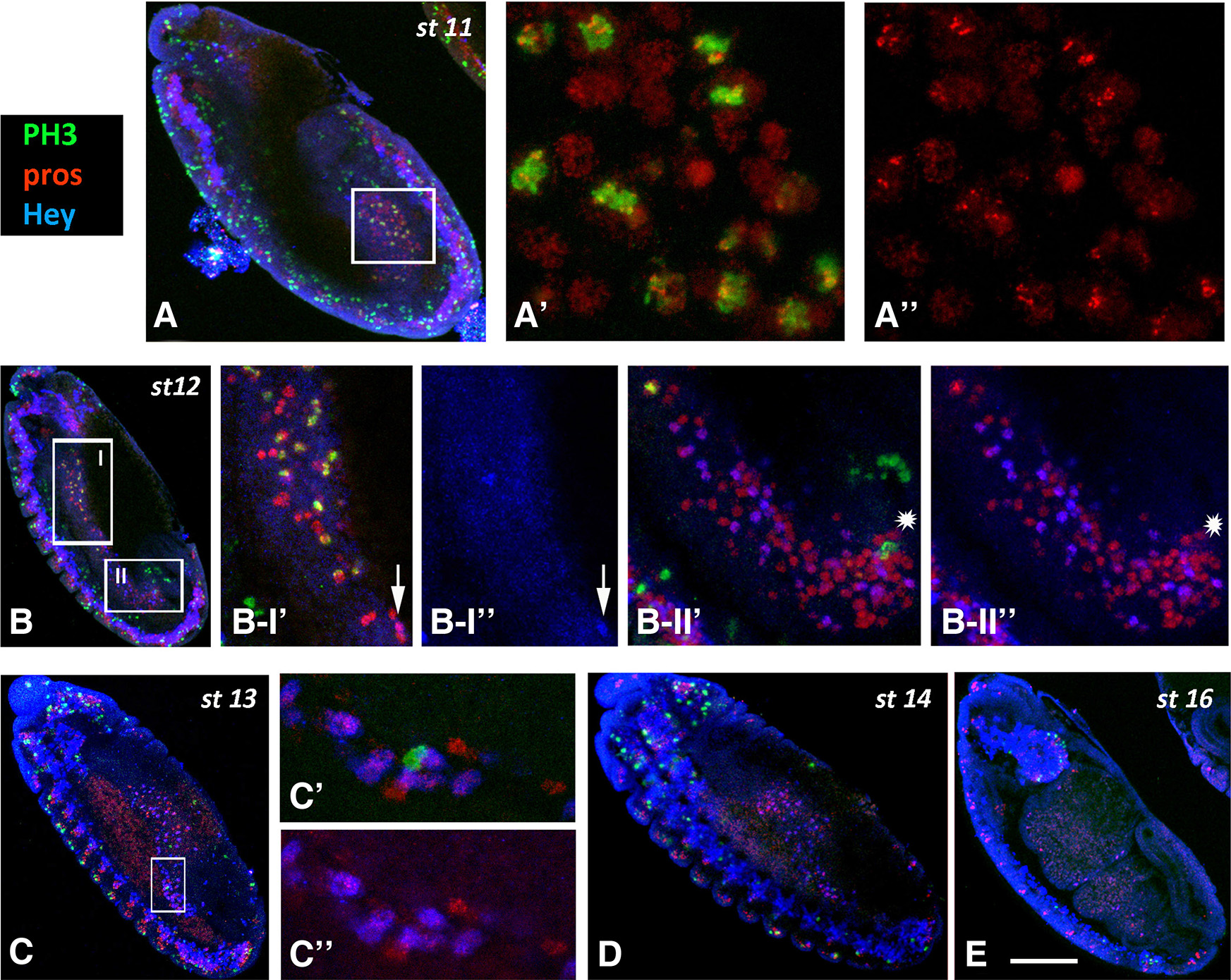 Expression of Hey marks a subset of enteroendocrine cells in the ...