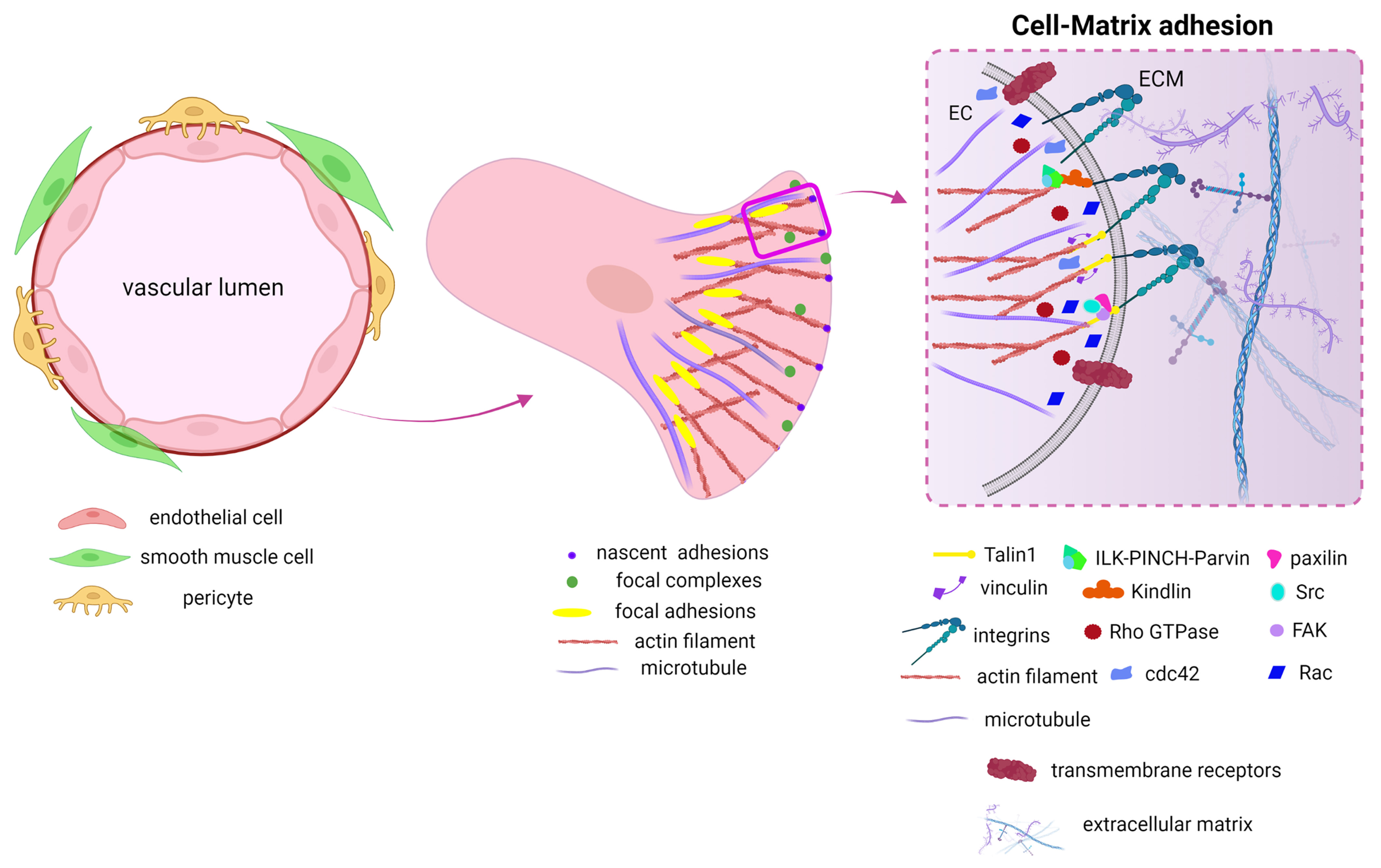 Vascular cell-matrix adhesion in development and cancer | The ...
