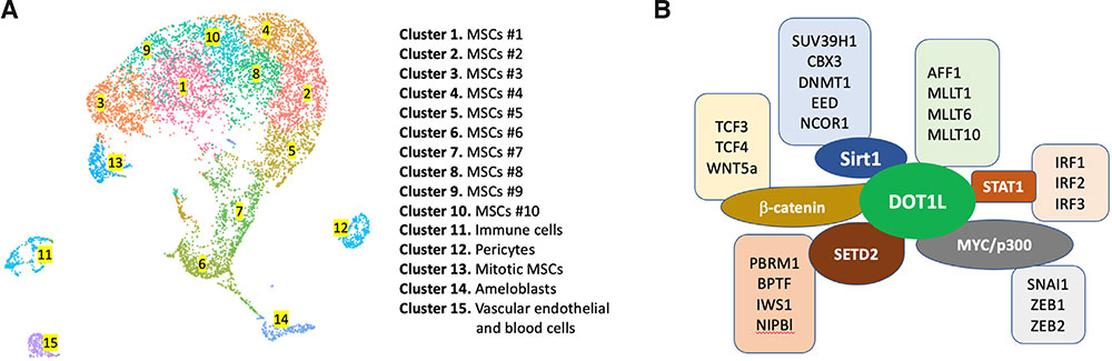 Single-cell transcriptomics defines Dot1L interacting partners and ...