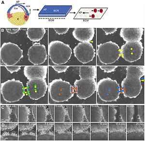 Polarized contact behavior in directionally migrating Xenopus gastrula ...