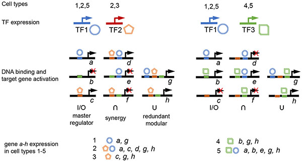 Epigenetic and transcriptional regulation of neuron phenotype | The ...