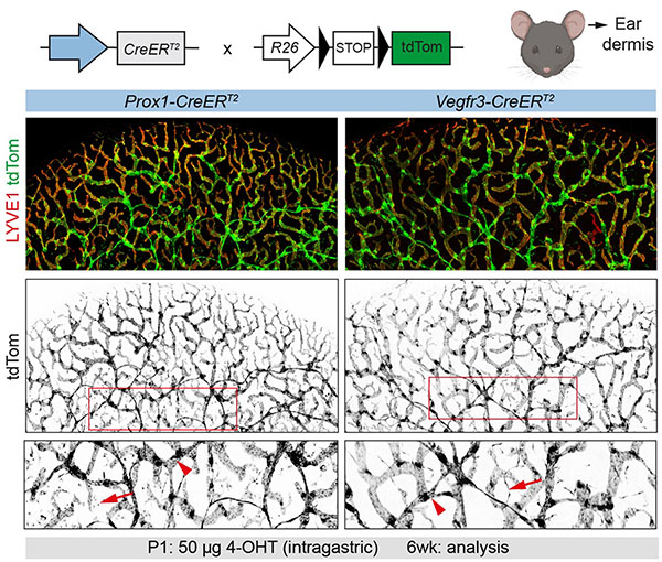 Genetic targeting of lymphatic endothelial cells in mice: current ...