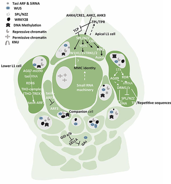 Understanding megasporogenesis through model plants: contemporary ...
