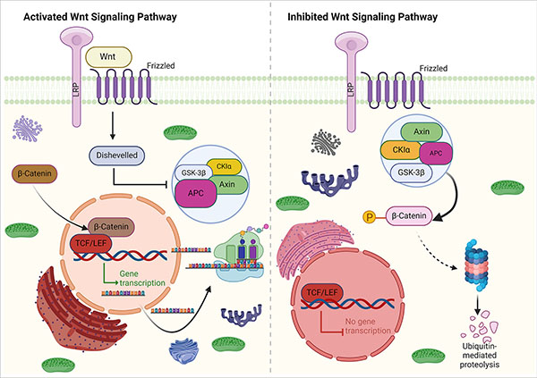 Molecular signaling directing neural plate border formation | The ...