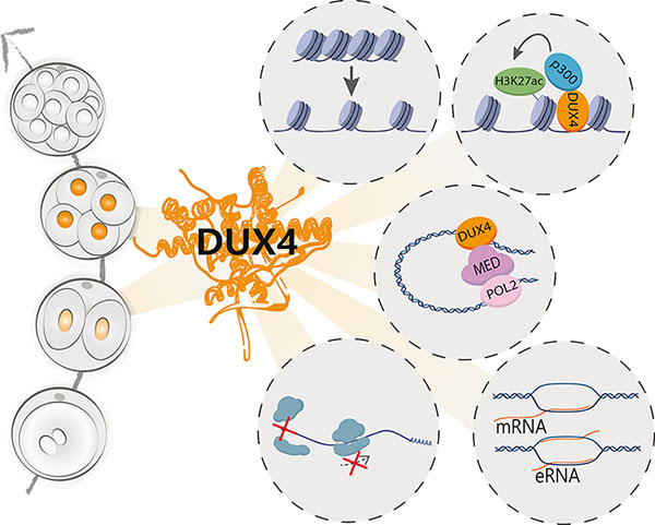 DUX4, the rockstar of embryonic genome activation? | The International ...