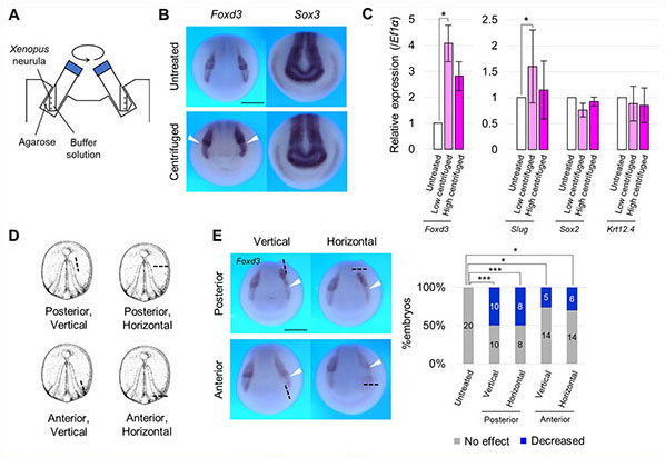 Enhancement of neural crest formation by mechanical force in Xenopus ...