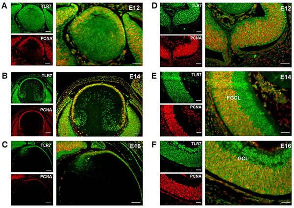TLR7 expression patterns in mouse eye development and adult ocular ...